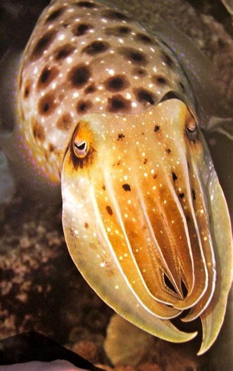 Seiche Wassertiere Meerestiere Witzige Tierbilder