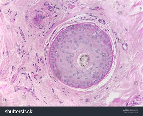 Cytoplasm Microscope