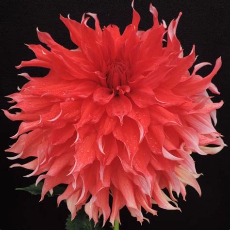 Ac Ben Connells Dahlias