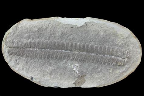 3 5 Pecopteris Fern Fossil Pos Neg Mazon Creek 68908 For Sale