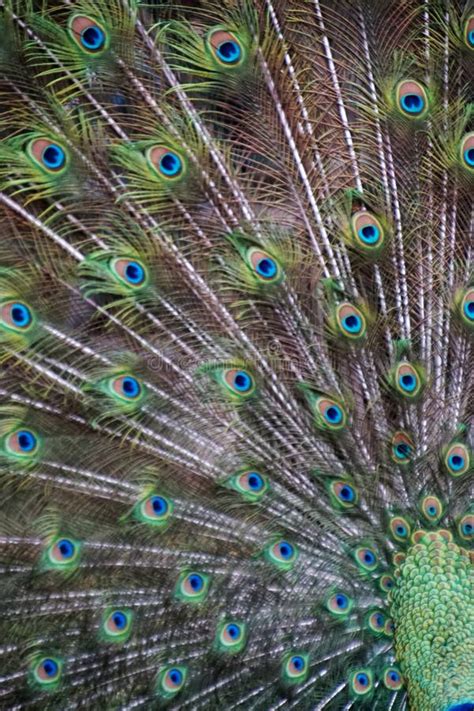 The Peacock Is Opening His Feathers Stock Image Image Of Quail Wildlife 311388325