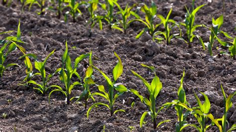Echelle Bbch Maïs Stade Cultures Syngenta