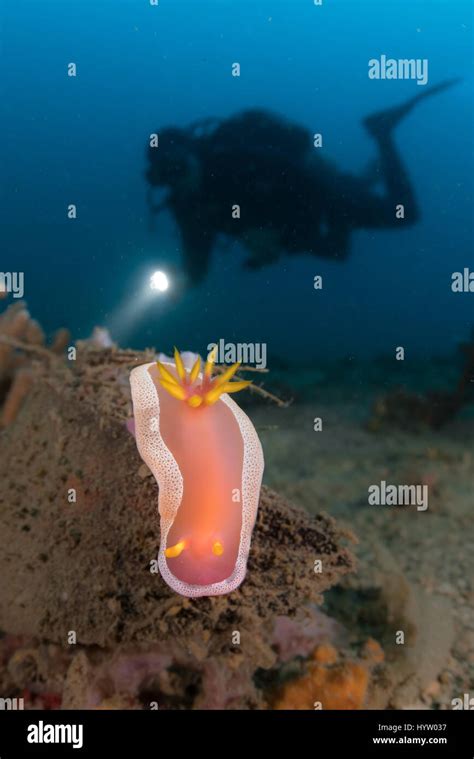 Hypselodoris Apolegma Ist Eine Art Von Farbenfrohe Seeschnecke Oder Dorid Nacktschnecken Eine