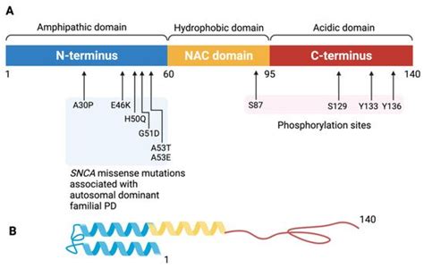 Physiological Function Of Alpha Synuclein Encyclopedia Mdpi