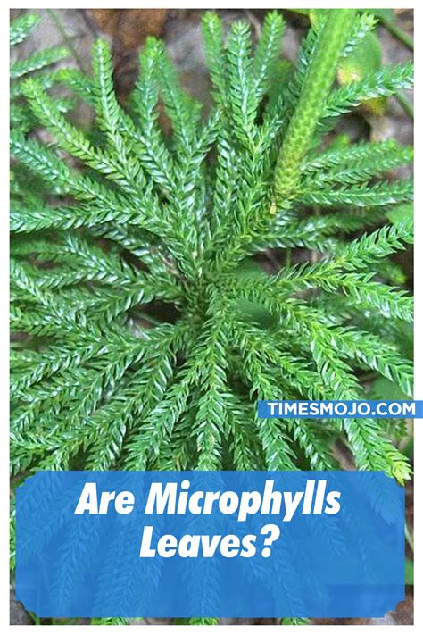 Are Microphylls Leaves Timesmojo