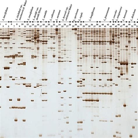 A Phylogenetic Dendrogram Of 52 Accessions In 16 Lilium Species Based