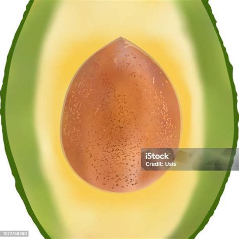 현실적인 아보카도 상록 과일 공장 단일 시드 베리 3 차원 벡터 개념에 대한 스톡 벡터 아트 및 기타 이미지 개념 개체 그룹 과일 Istock