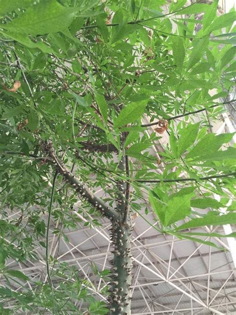 树叶带刺的树名称图片 图库 五毛网
