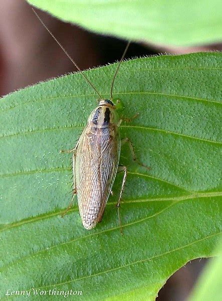 German Cockroach Originated In India Or Myanmar Scientific European
