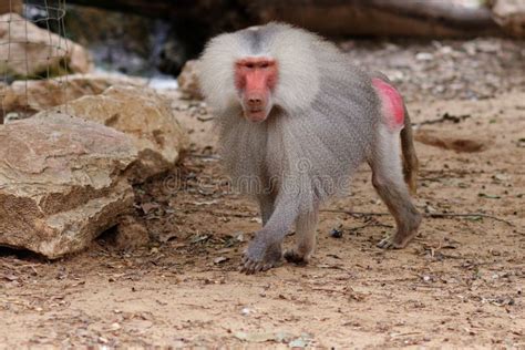 Grand Babouin Hamadryas Mâle Se Promenant Dans Le Zoo Photo Stock