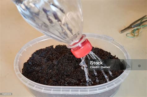 여 자가 플라스틱 병에서 물에 물을 쏟아 서 붉은 고추 씨앗이 심어 져 있는 탁자에 플라스틱 용기를 넣습니다 집에서 식물과 꽃을 재배 테이블에 핀셋 0명에 대한 스톡 사진