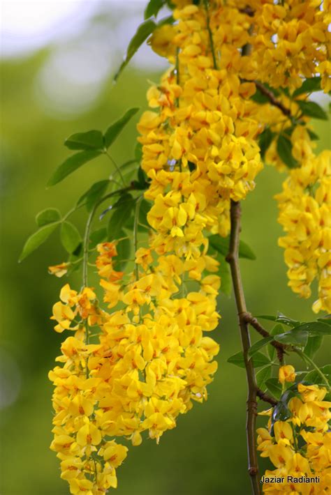 Wonderful Flowers Laburnum Gullregn