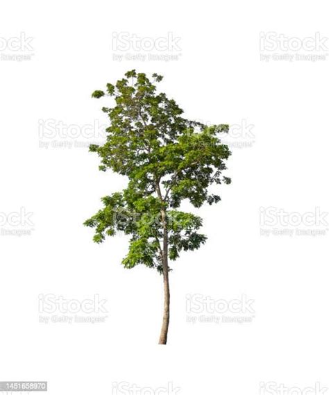 클리핑 경로 및 알파 채널이 있는 흰색 배경에 격리된 트리 가을에 대한 스톡 사진 및 기타 이미지 가을 관목 꽃 식물