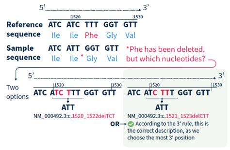 A Beginners Guide To Mutation Nomenclature Using The Hgvs