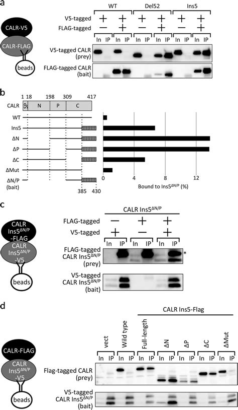 C Terminal Domain Of Calr Ins5 Mediates Intermolecular Interaction Download Scientific Diagram
