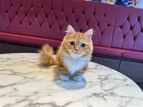 먼치킨 루나 코카스파니엘분양가격 폼스키분양가격 폼치분양가격 폼피츠분양가격 푸숑분양가격 고양이분양가격 랙돌분양가격 러시안블루분양가격 먼치킨분양가격 브리티쉬숏헤어분양가격