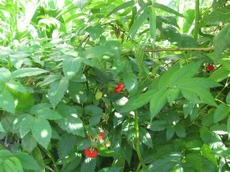 My Edible Fruit Trees Raspberry Trees Qld