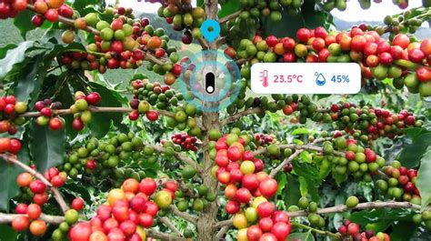 Top 7 Examples Of IoT In The Coffee Supply Chain MOKOSmart