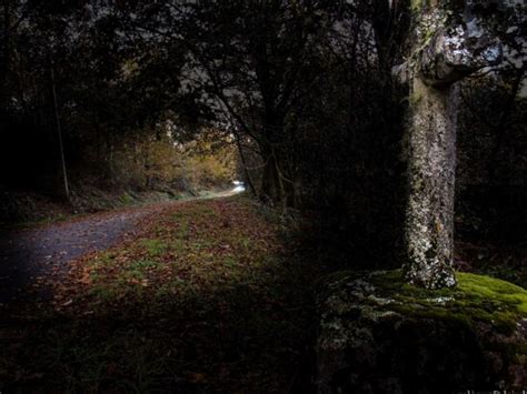 Free Picture Nature Leaf Landscape Tree Autumn Plant Sky Grass