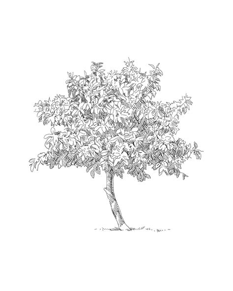 Tree Sketch Collection Prints