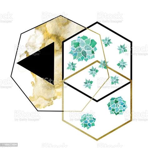 흰색 배경에 수채화 Echeveria 다육 식물과 황금과 검은 색 육각형과 삼각형 기하학적 미니멀리스트 현대 구성 0명에 대한 스톡 벡터 아트 및 기타 이미지 Istock