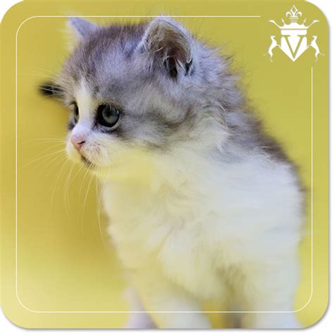 페르시안 파티푸들 샴 광주애견분양 말티즈성격 부산유기견 마메시바 부산유기견보호센터 시바견가정분양 빅토리아펫 고양이분양 말티즈분양