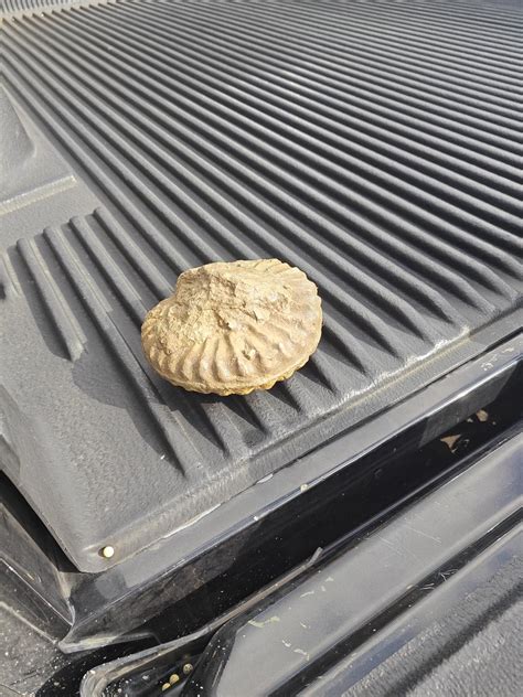 What Ammonite Is This R Fossilid