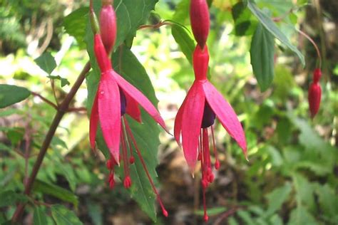 Fuchsia Magellanica