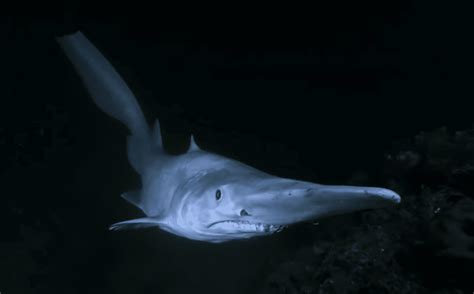 Goblin Sharks Secrets Of The Depths Most Bizarre Predators