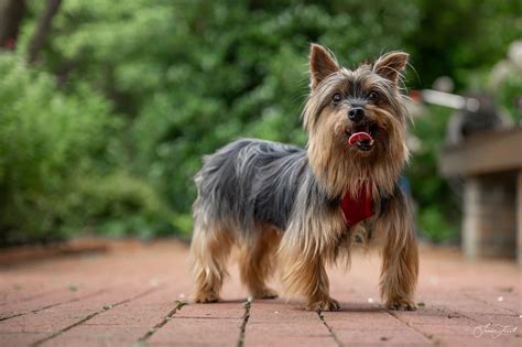 Adopt Ollie Today Find Paw Pal