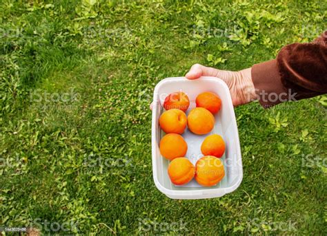 여자의 손은 푸른 잔디의 배경에 갓 고른 살구가 담긴 용기를 들고 있습니다 잘 익은 육즙이 많고 부드러운 과일로 여름에 유기농