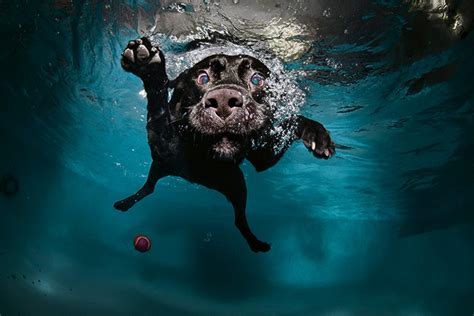 ძაღლების მეფე