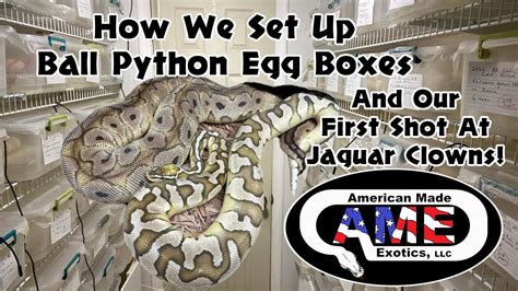 Setting Up Ball Python Egg Boxes With First Clutches Of 2023 And Shots