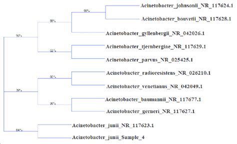 Phylogenetic Tree Of Acinetobacter Junii Based On The Nucleotide Download Scientific Diagram