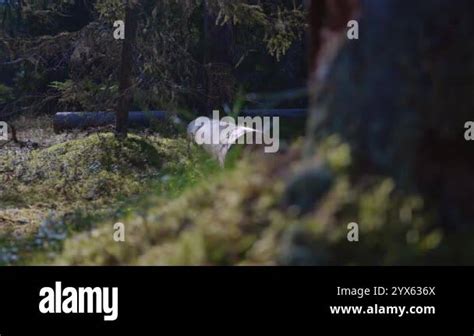 Typical Of Coniferous Trees Stock Videos And Footage Hd And 4k Video