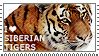 I Love White Tigers By Wishmasteralchemist On Deviantart