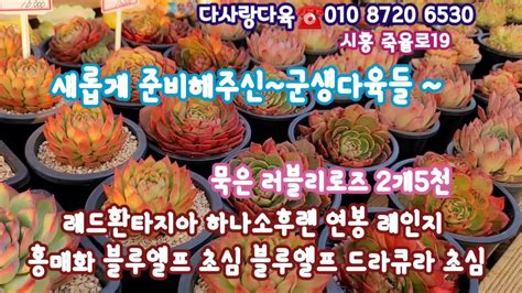 새롭게 준비해주신 중사이즈 군생다육 홍매화 블루엘프 레인지 레드환타지아 연봉 묵딩초연2두 블루스카이는4천 목대 러블리로즈2개5천succulents Plant 多肉植物