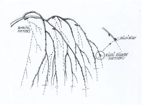 Csüngő Fehér Eperfa
