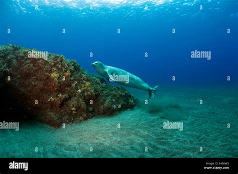 Mediterranean Monk Seal Monachus Monachus Juvenile Female Hunting Areias Deserta Grande