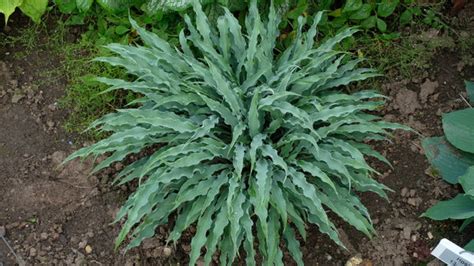 Hosta Silly String Silly String Hosta