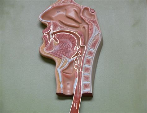 Anatomy Lab Practical 5 Flashcards Quizlet Anatomy Lab Practical 5 Flashcards Quizlet