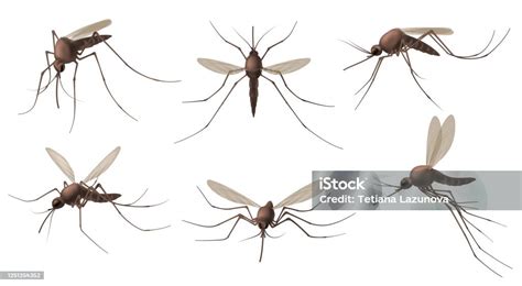 현실적인 모기 피를 빨아 곤충 뎅기열의 페들러 지카 바이러스 와 말라리아 벡터 격리 모기 는 구충제 스프레이 광고를 위해 설정 미지플라이에 대한 스톡 벡터 아트 및 기타