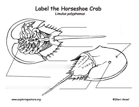 Class Merostomata Diagram Quizlet