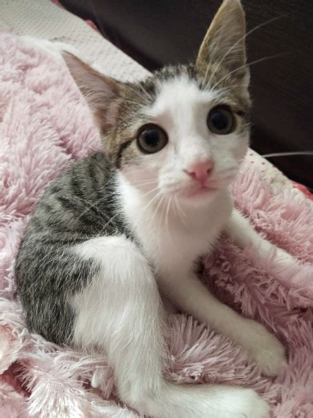 Отдам котенка в добрые руки Мальчик родился 17 июля Кушает всё к лотку приучен Из рук в