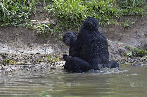 在池塘里交配的倭黑猩猩。