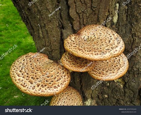 43 111 Trunk Fungus Images Stock Photos Vectors Shutterstock