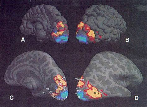 Retinotopic And Early Visual Areas FMRI Newbies