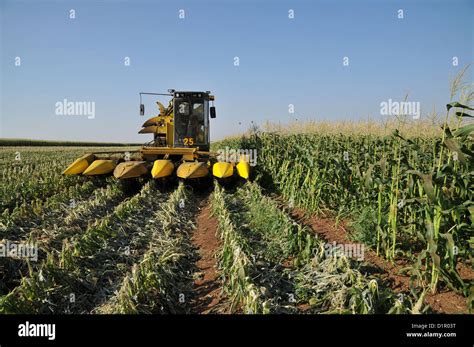 A John Deere Corn Picker In A Corn Field Ready For Harvesting Photographed In Israel Golan