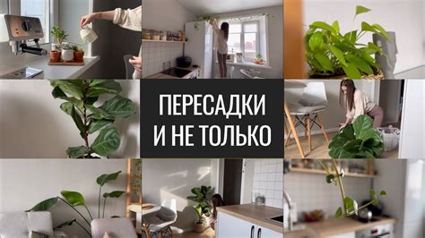 Цветочный Влог Пересадки Уход за Растениями Youtube