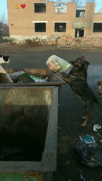 Бездомный кот Youtube